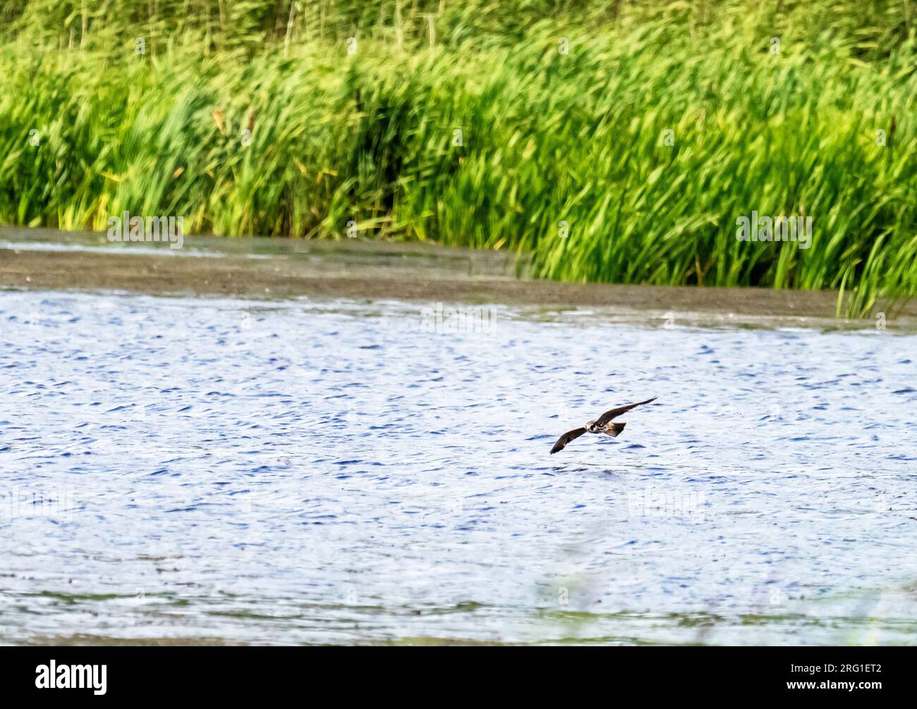 Hobby bird of prey uk hi-res stock photography and images - Alamy