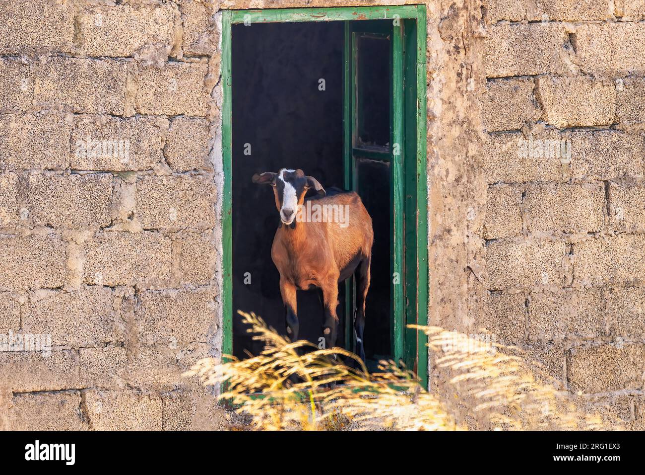 Goat looking out of a window looks like a picture frame Stock Photo - Alamy