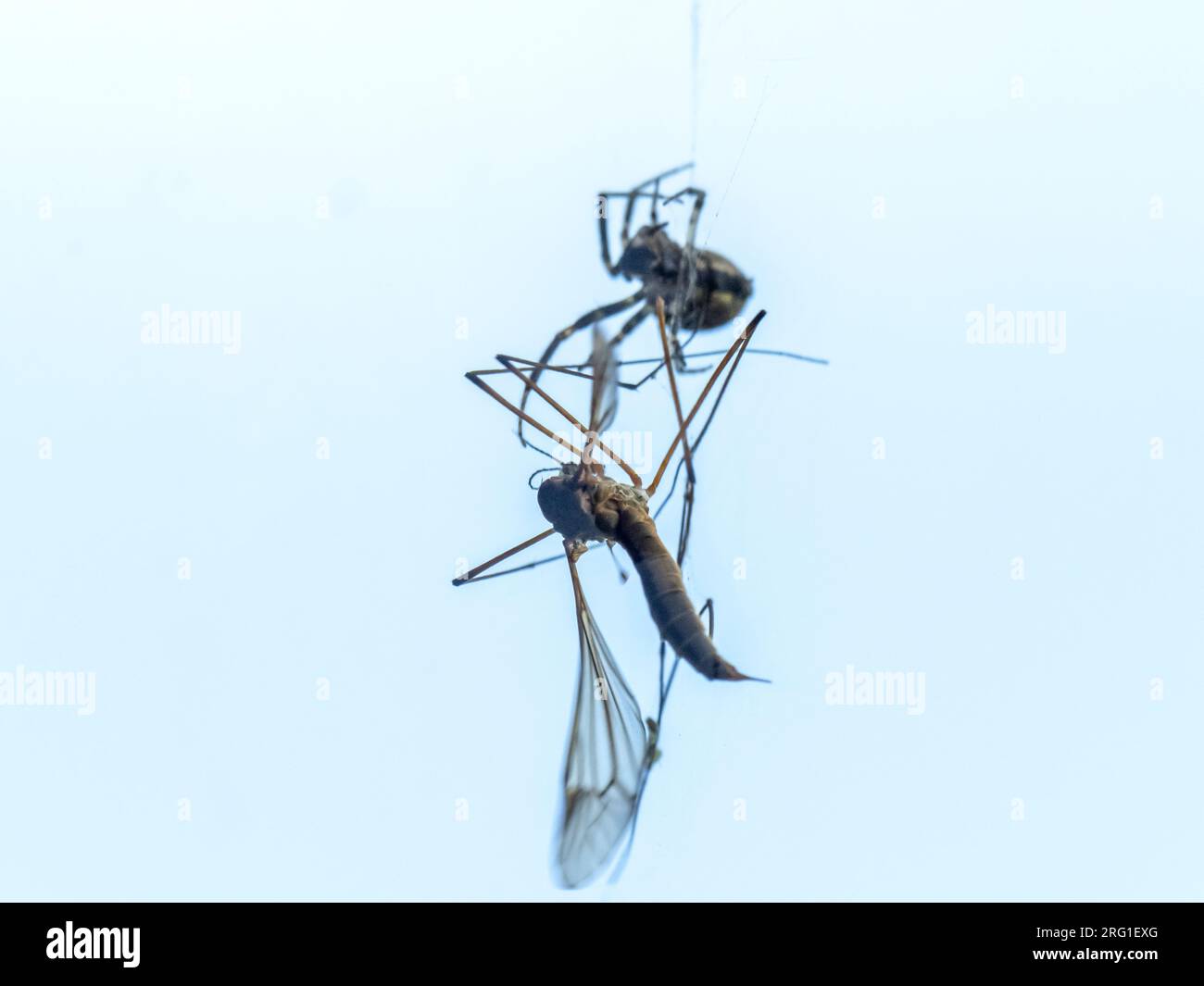 A Crane Fly caught by a large spider at Leighton Moss, Silverdale ...