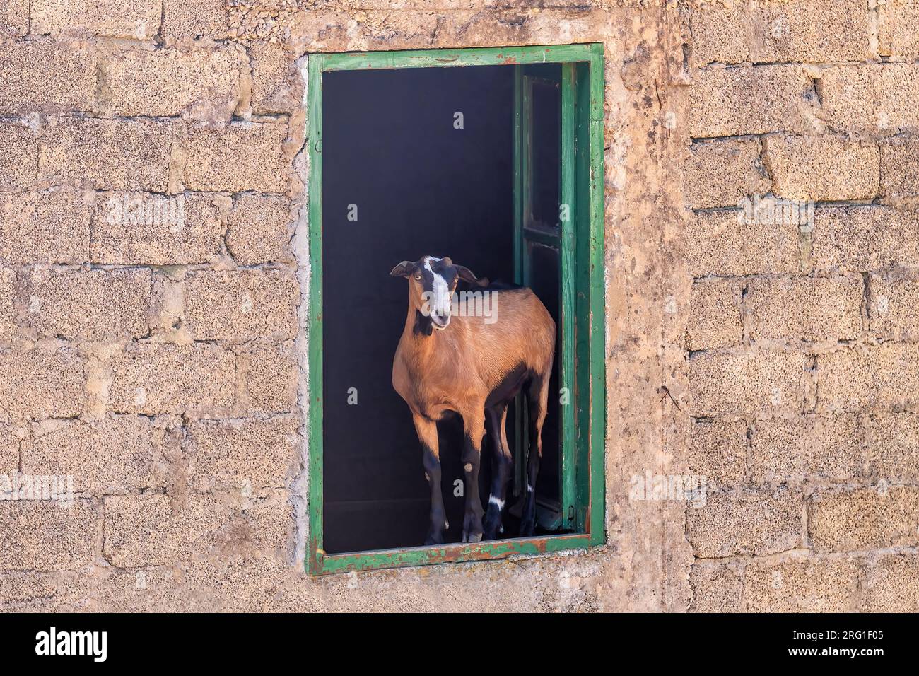 Goat looking out of a window on a house. A funny pose Stock Photo - Alamy