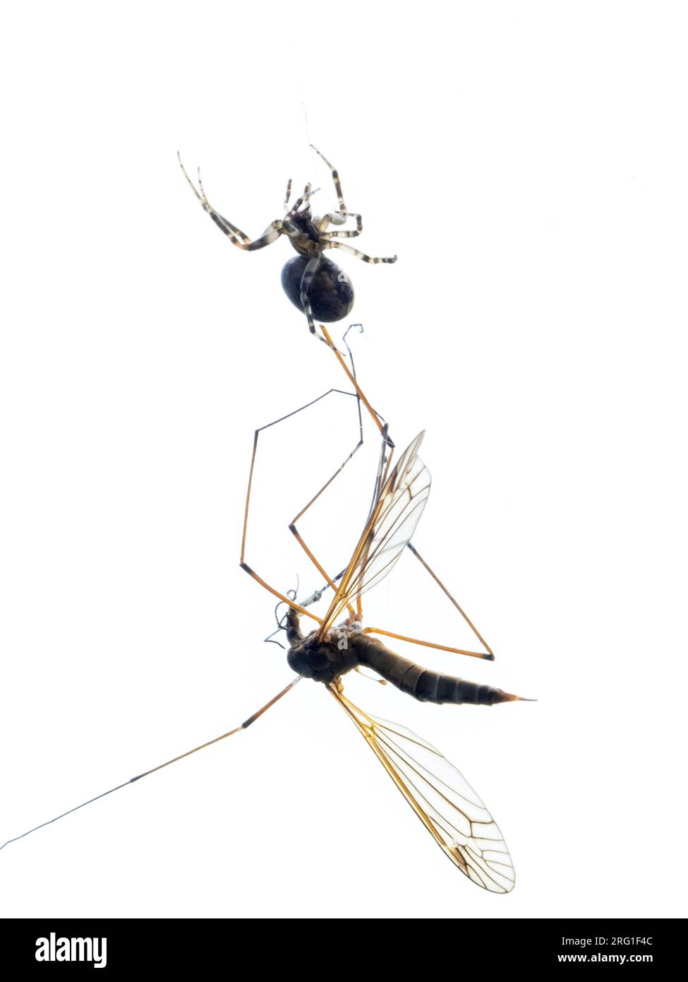 A Crane Fly caught by a large spider at Leighton Moss, Silverdale ...