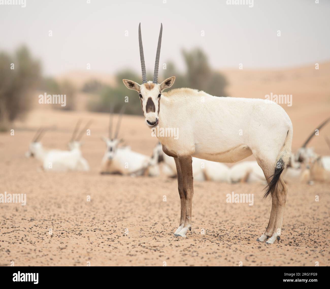 The empty quarter hi-res stock photography and images - Alamy