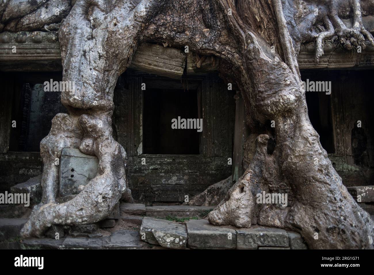Bayan tree roots growing on the Preah Khan temple walls, Angkor Wat ...