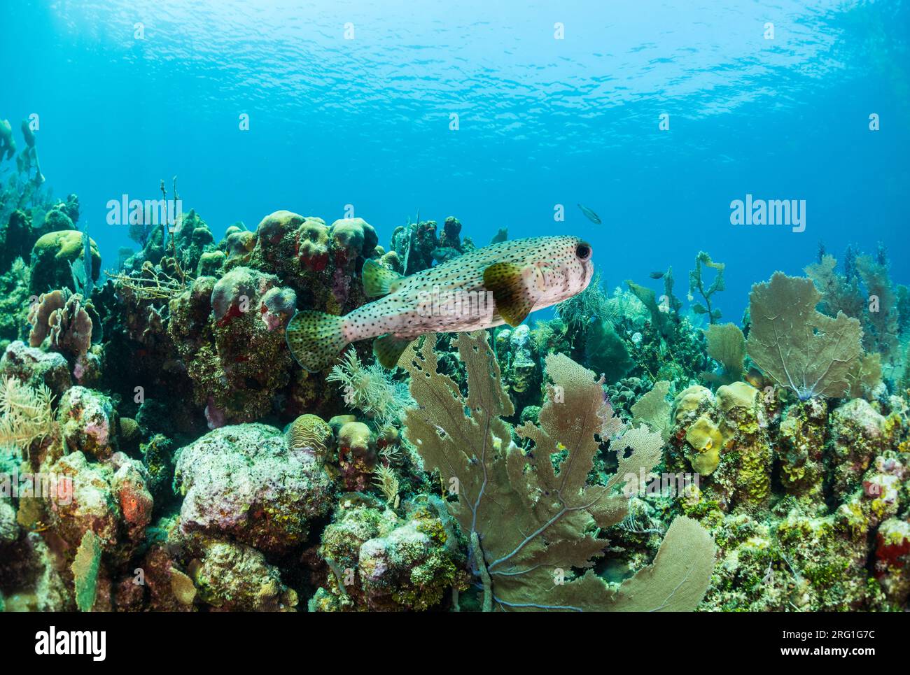 Utila honduras hi-res stock photography and images - Alamy