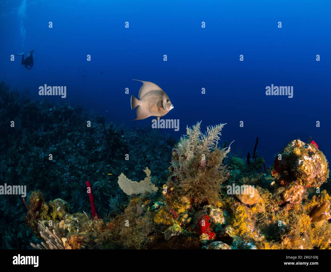 French Angelfish & scuba diver swimming on the coral reef in Utila ...