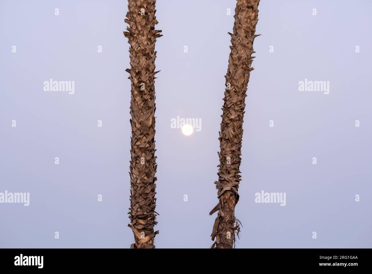 Palm tree trunks and the Moon Stock Photo - Alamy