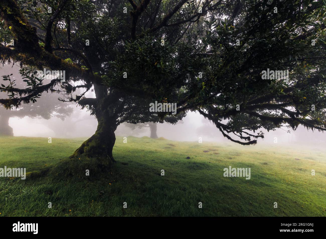 Madeira trees hi-res stock photography and images - Alamy