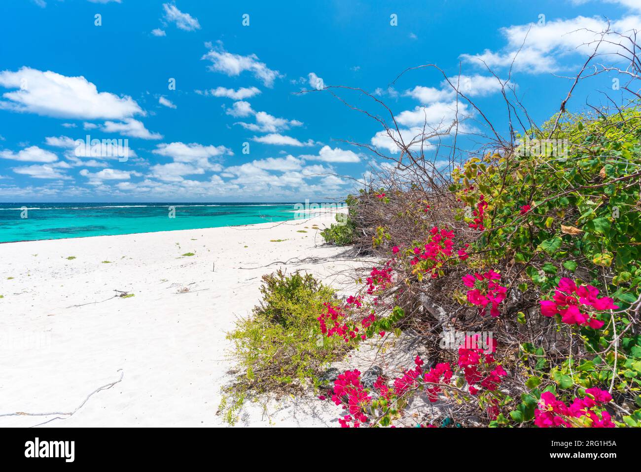Bougainvillea, Two Foot Bay, Barbuda, Caribbean Stock Photo - Alamy