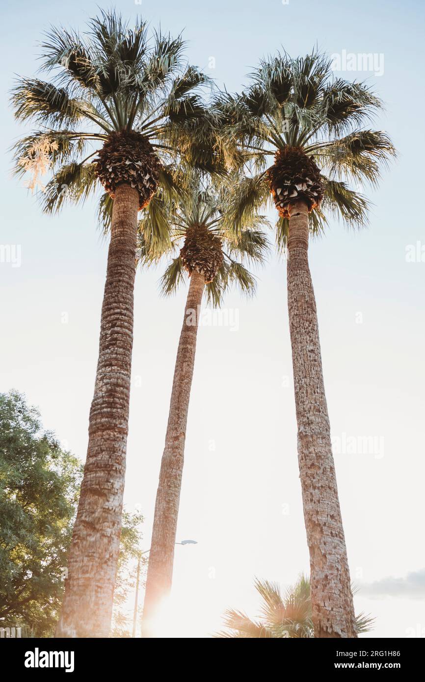 Hot tree hi-res stock photography and images - Alamy