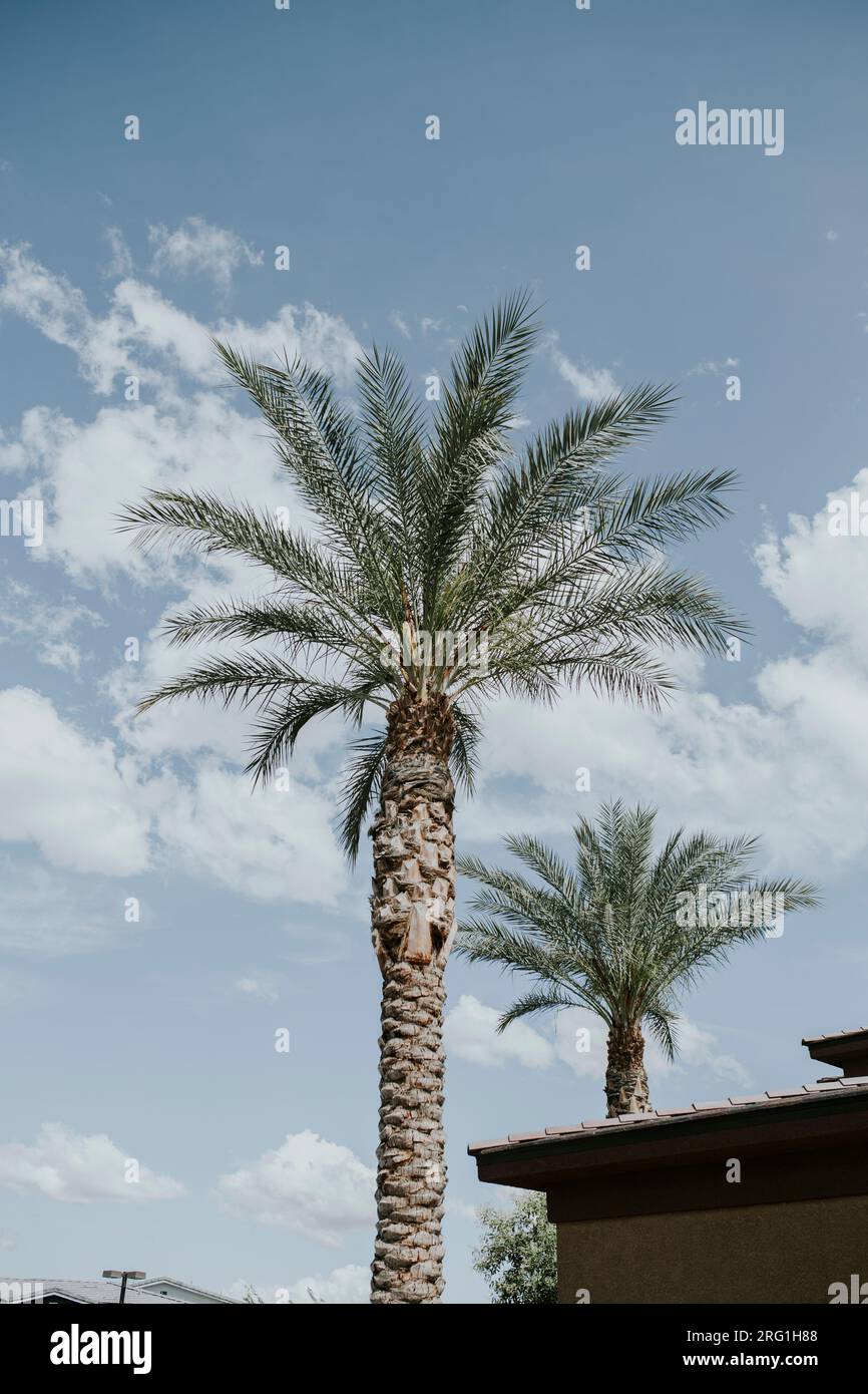 Hot tree hi-res stock photography and images - Alamy