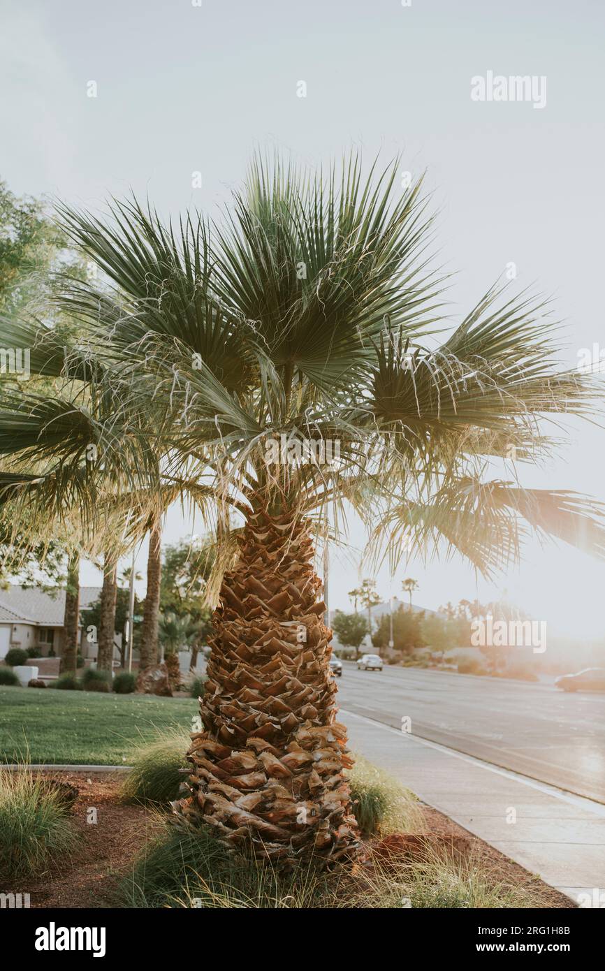 Sun sunshine palm tree hi-res stock photography and images - Alamy