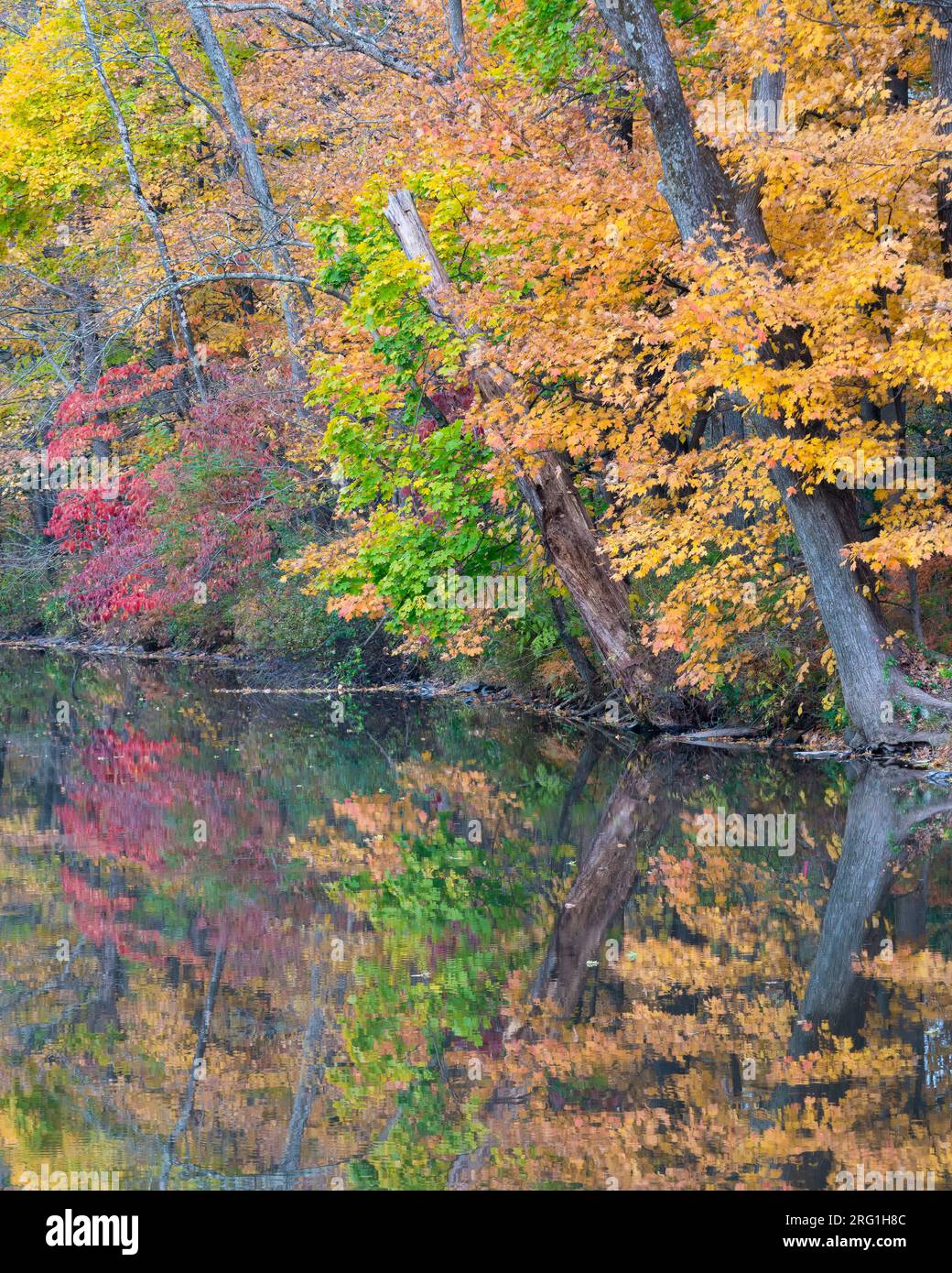 Vibrant fall color reflections along river bank in New Jersey Stock ...
