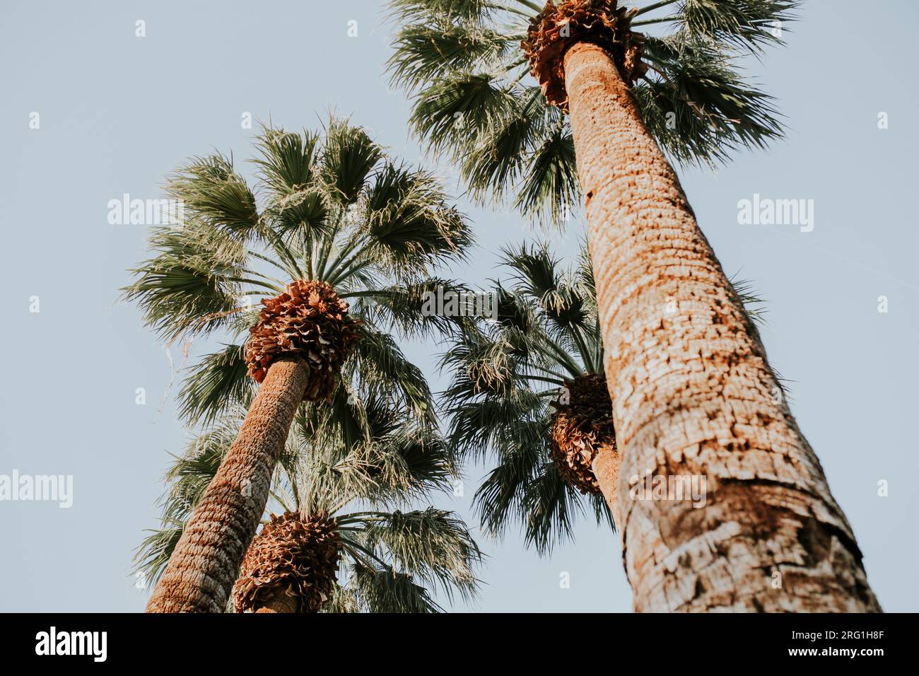 Palm trees in summer Stock Photo - Alamy