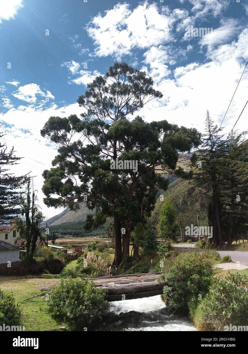 tree and river Stock Photo - Alamy