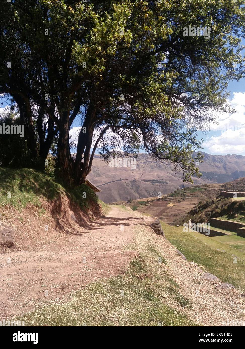 tree and road Stock Photo - Alamy