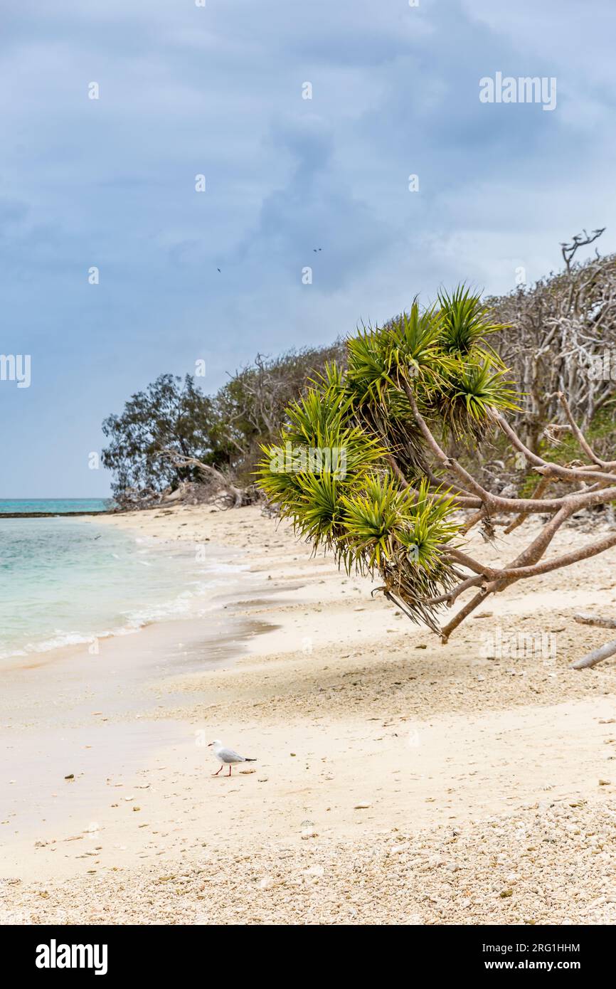 Beach of Lady Musgrave Island with Turquoise Ocean, Great Barrier Reef ...