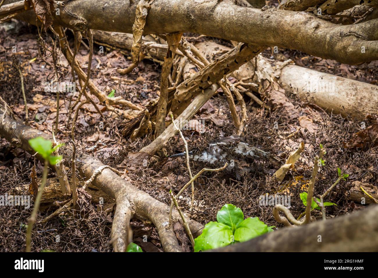 Seeds of Pisonia tree Sticking on Feathers of Black Noddy Tern Bird on ...