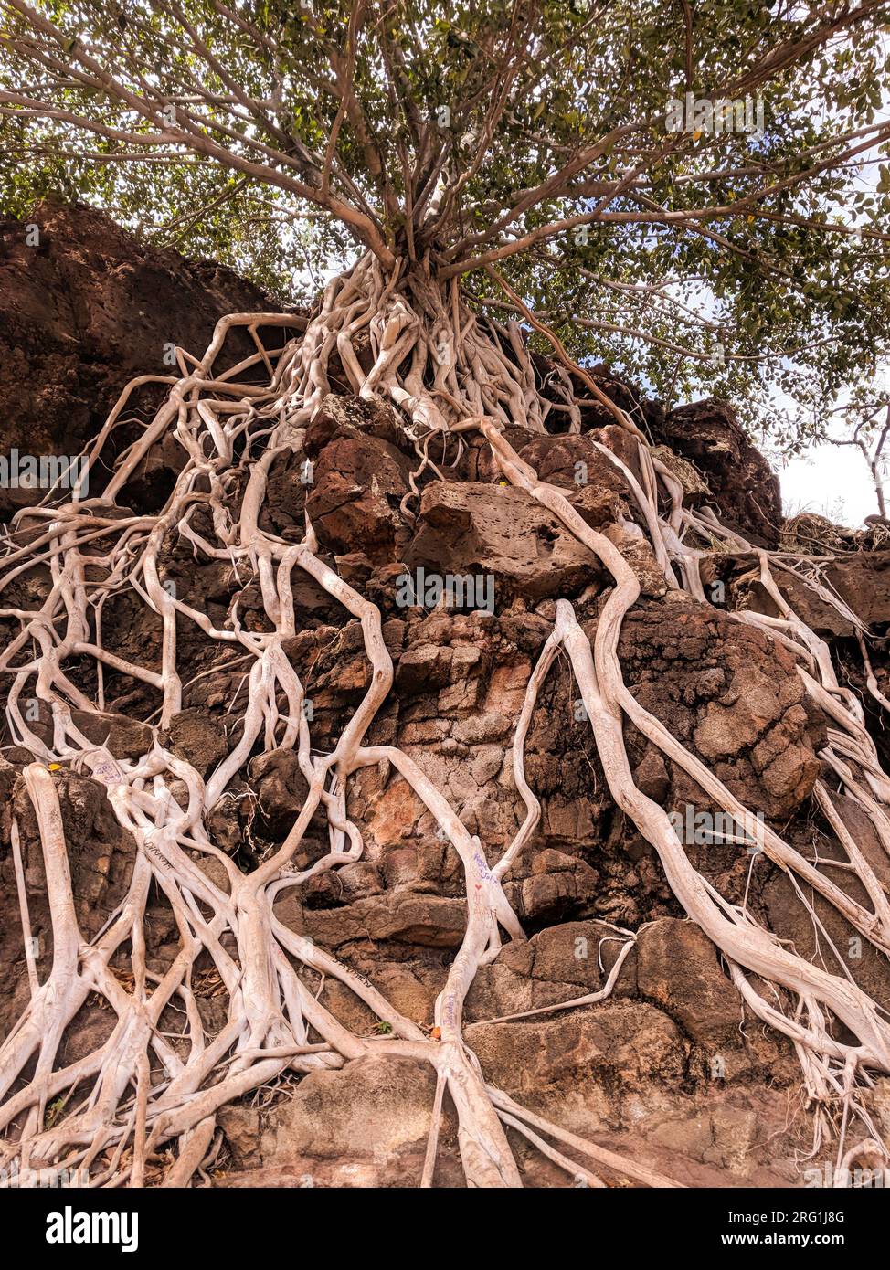 Beautiful Tree With Long Exposed Roots Stock Photo - Alamy