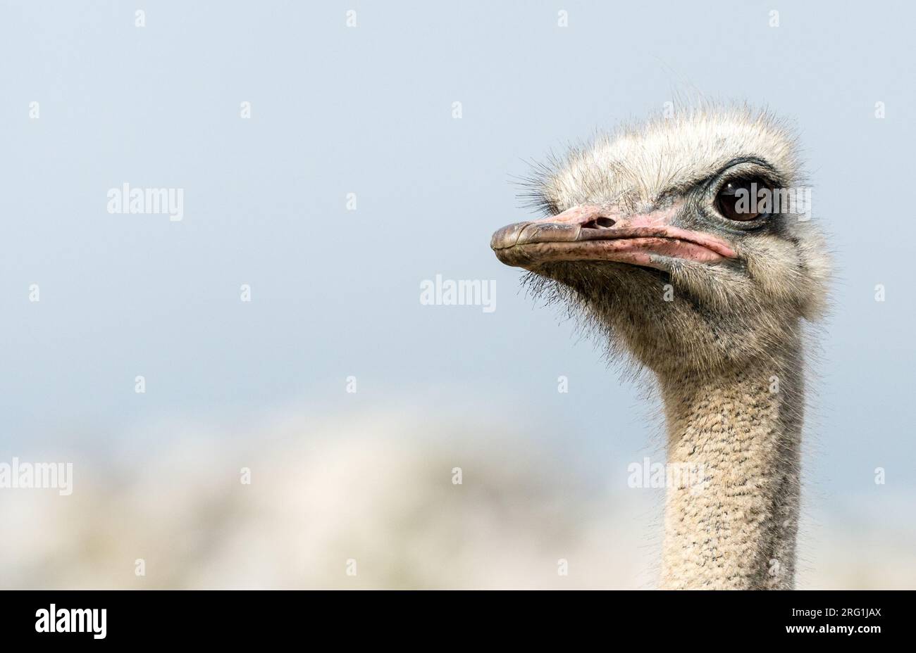 Face one eye showing hi-res stock photography and images - Alamy
