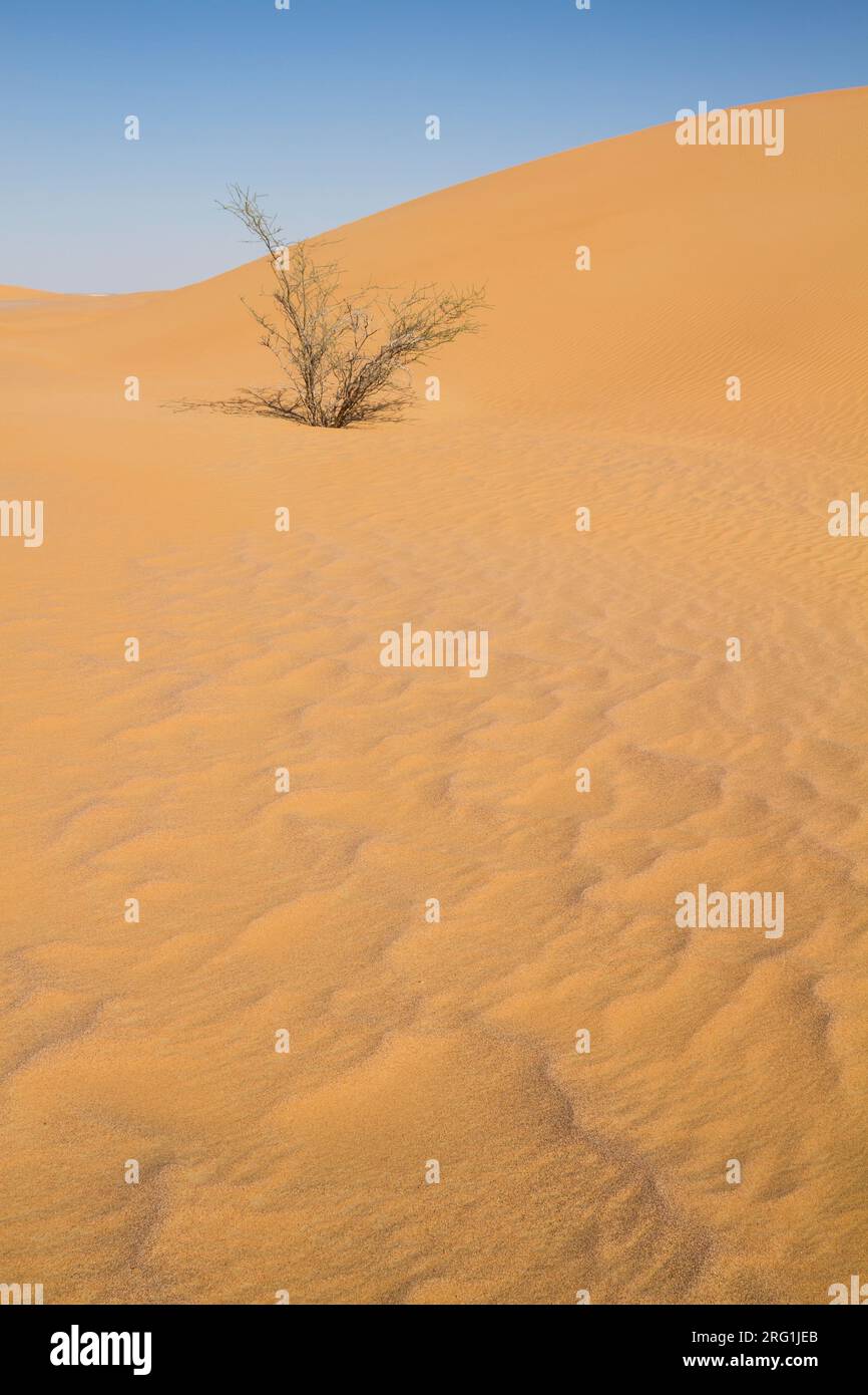 Lone tree in central desert of Oman Stock Photo - Alamy