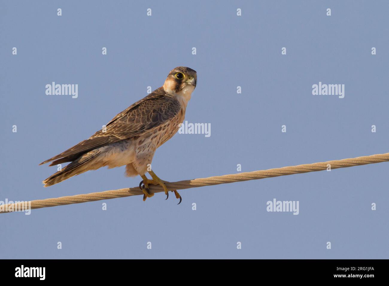Barbary Falcon