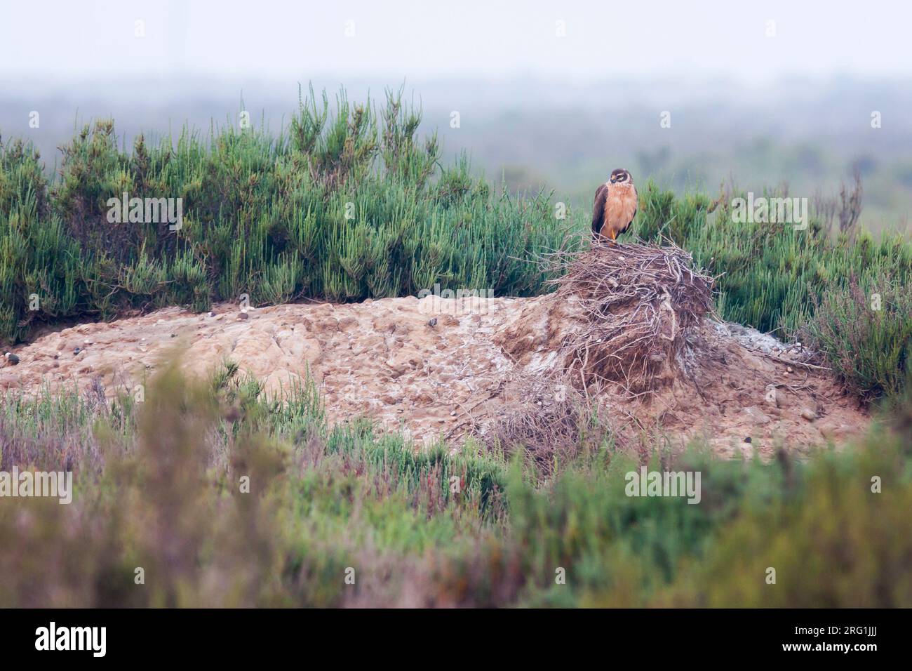 Pallid Harrier - Steppenweihe - Circus macrourus, Turkey, 2nd cy Stock ...
