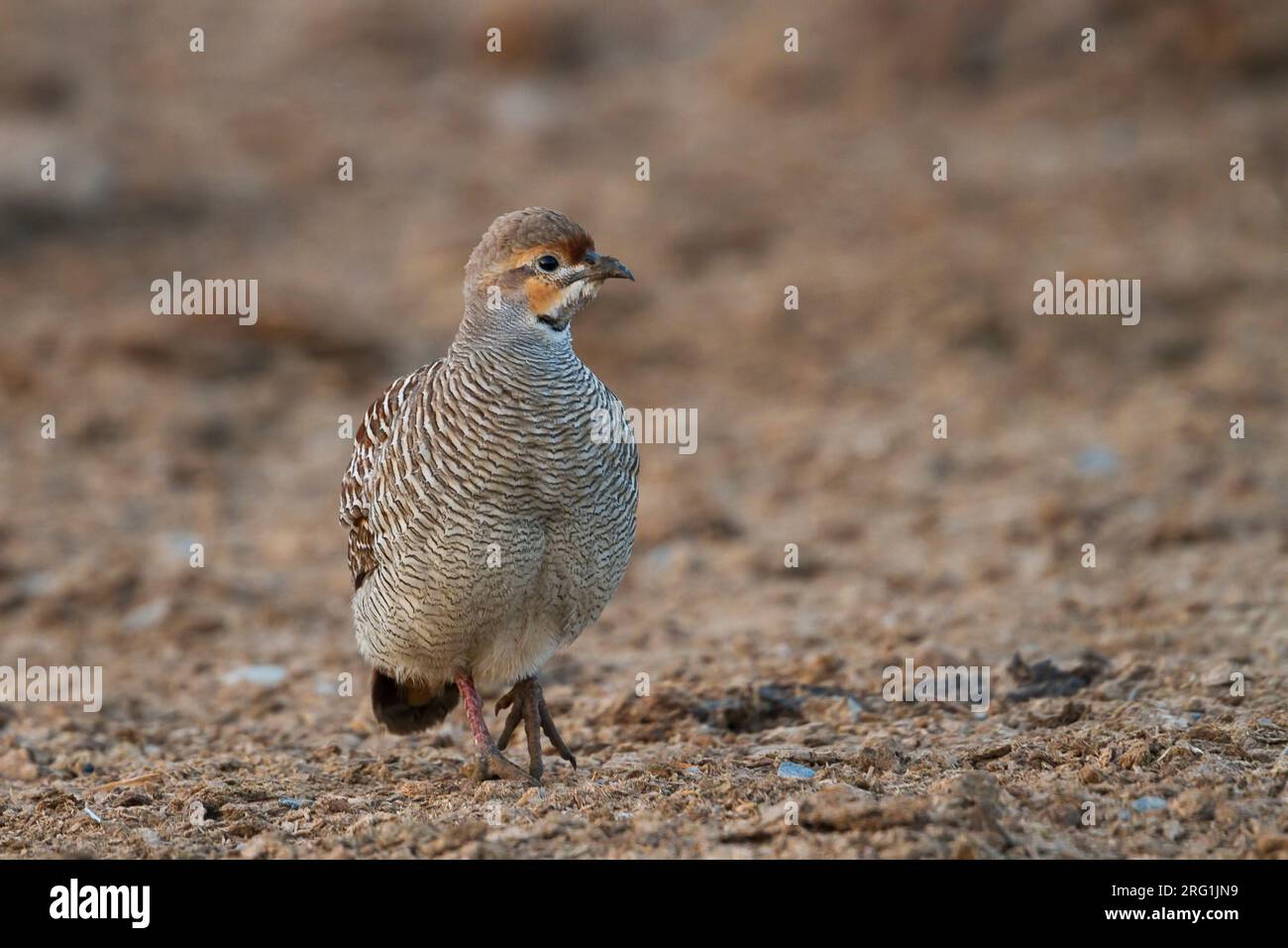 Francolinus pondicerianus mecranensis hi-res stock photography and images - Alamy