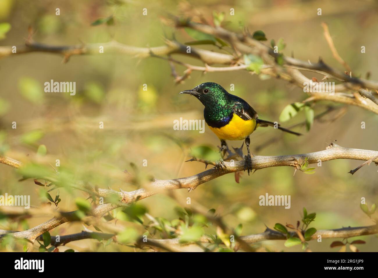 Anthodiaeta metallica hi-res stock photography and images - Alamy