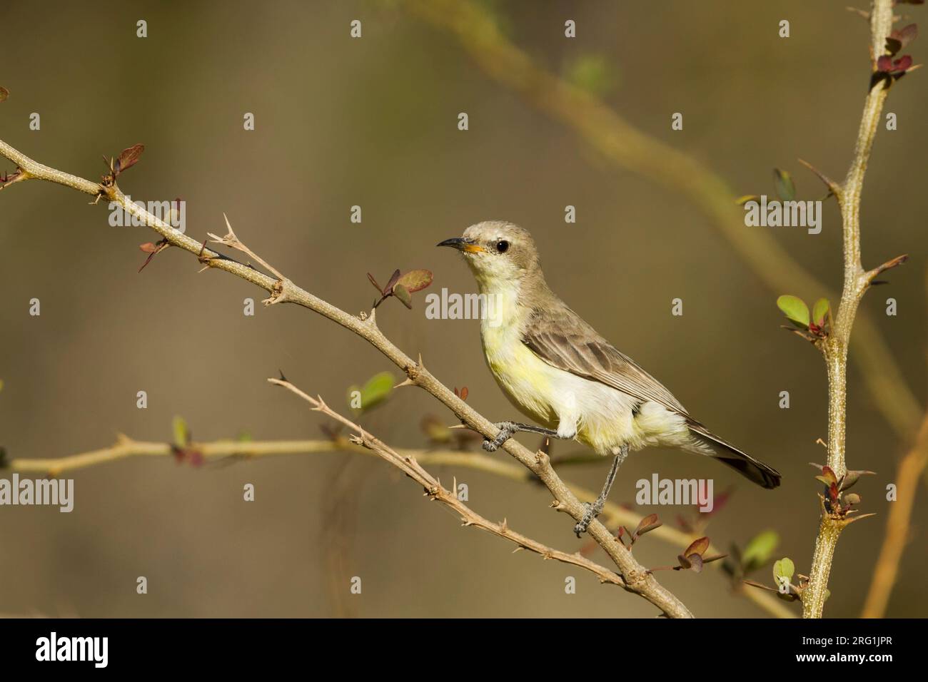Nile Valley Sunbird - Erznektarvogel - Anthodiaeta metallica, Oman ...