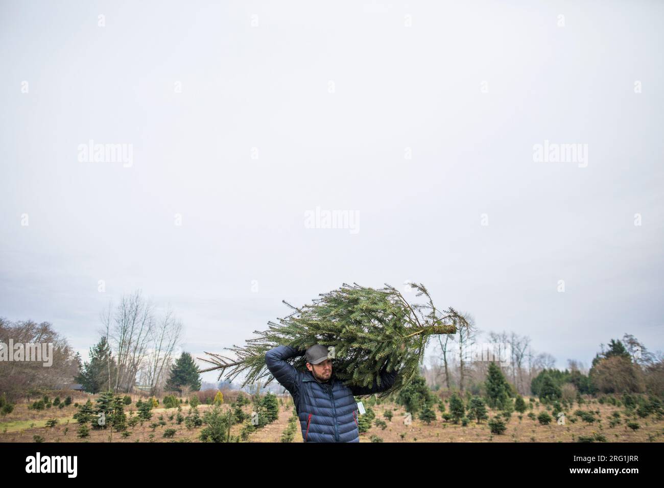 Strong man carries family Christmas tree at tree farm Stock Photo - Alamy