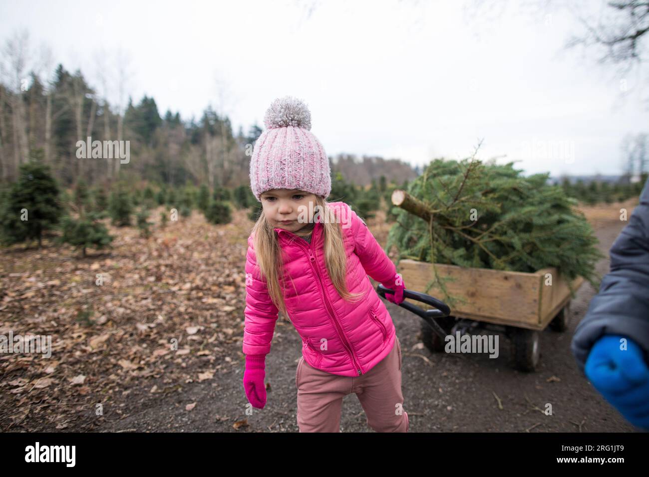 Kids pulling christmas tree hi-res stock photography and images - Alamy