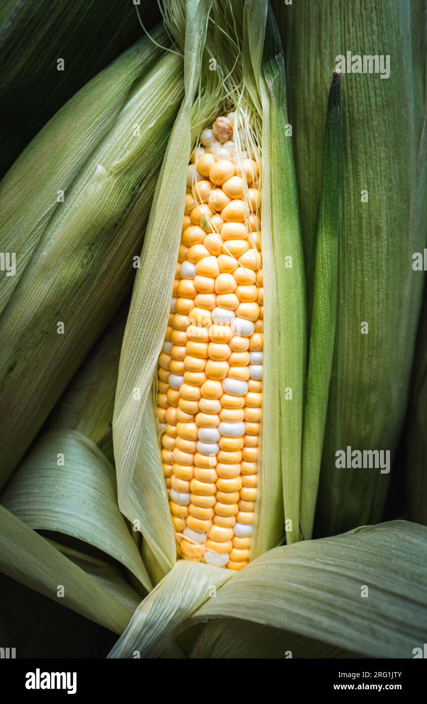Close up of freshly harvested corn on the cob in the husk Stock Photo ...