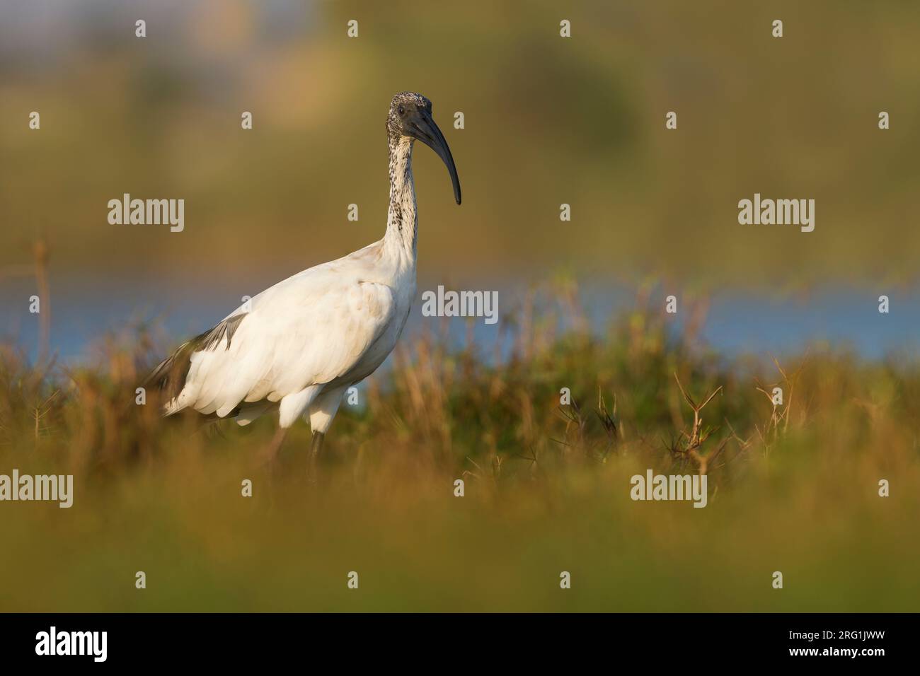 African Sacred Ibis - Heiliger Ibis - Threskiornis aethiopicus, Oman ...