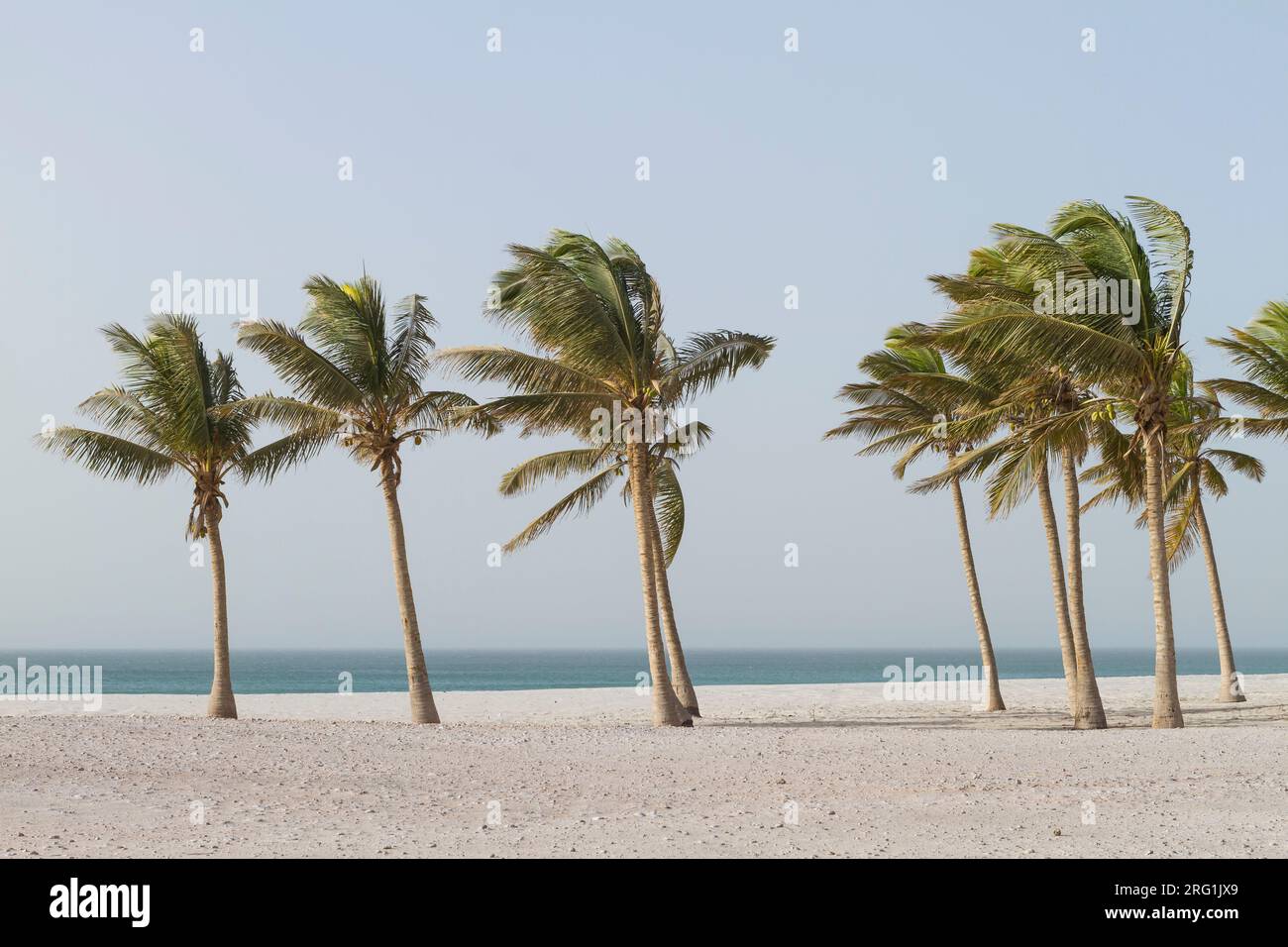 Oman coast with palm trees Stock Photo - Alamy