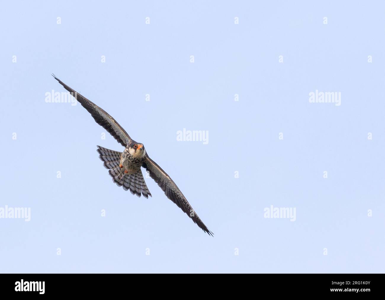 Amur Falcon - Amurfalke - Falco amurensis, Russia, adult female Stock ...