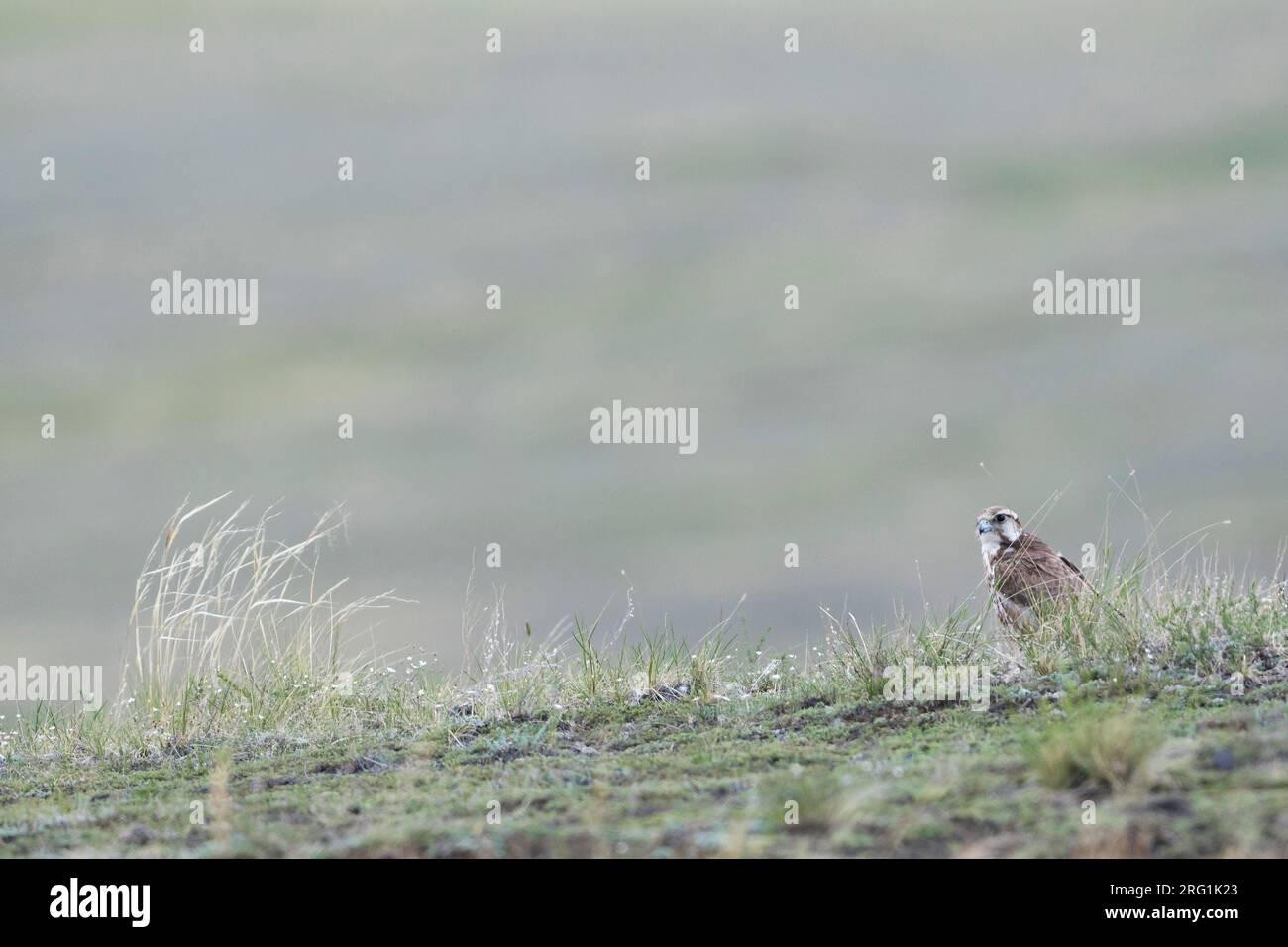 Saker falcon russia hi-res stock photography and images - Alamy