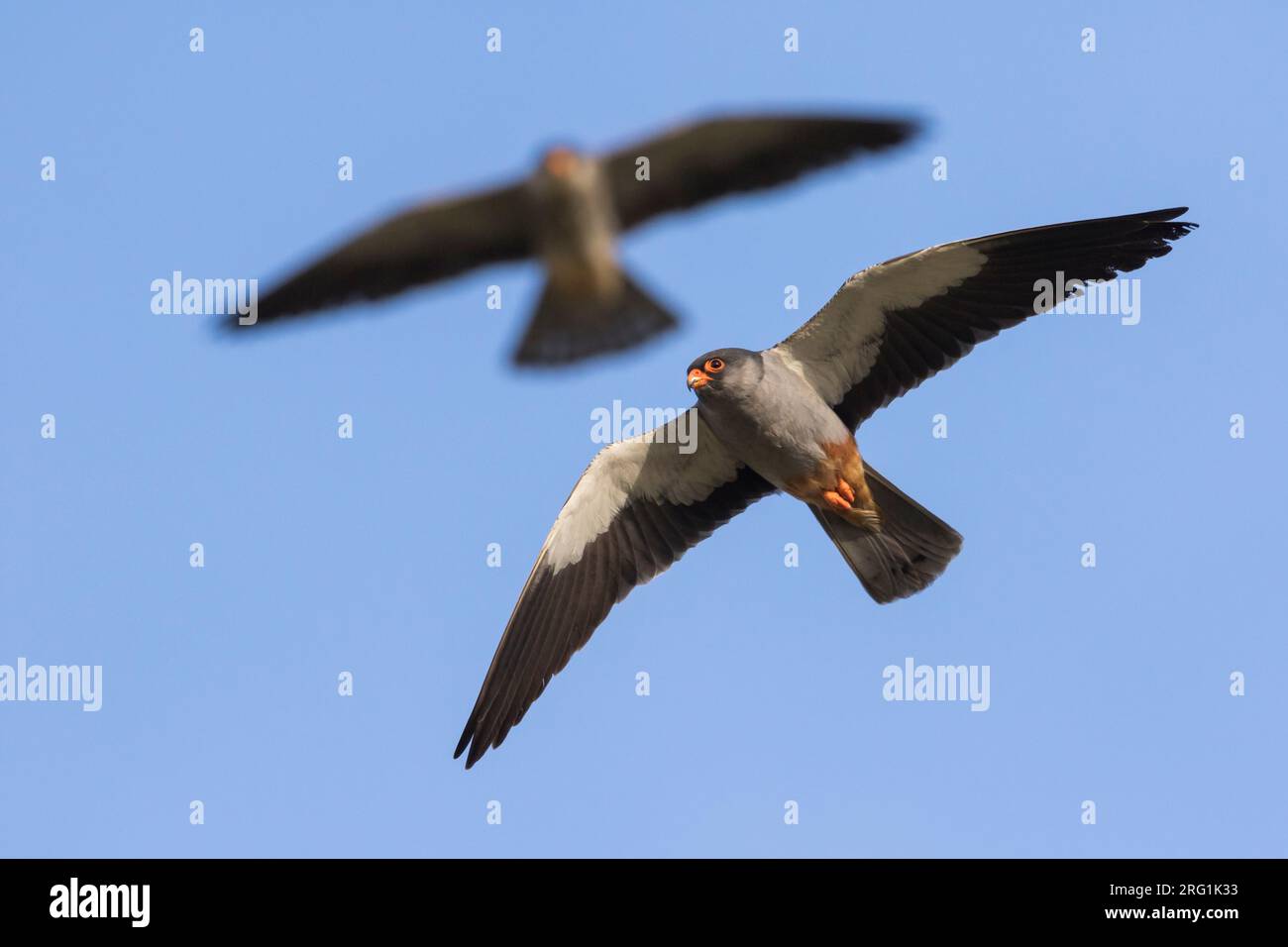 Amur falcon falco amurensis adult female hi-res stock photography and ...