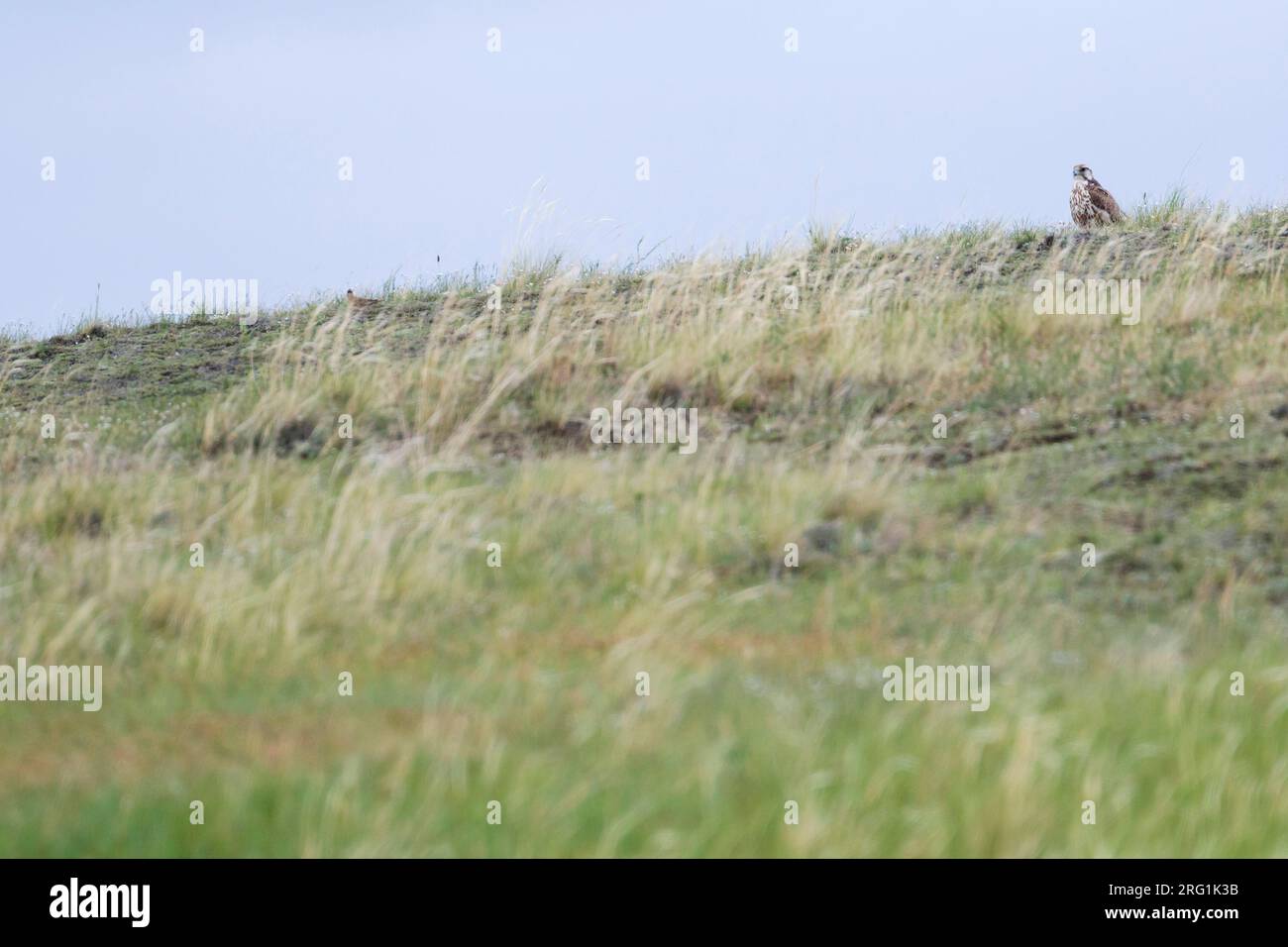 Saker falcon russia hi-res stock photography and images - Alamy