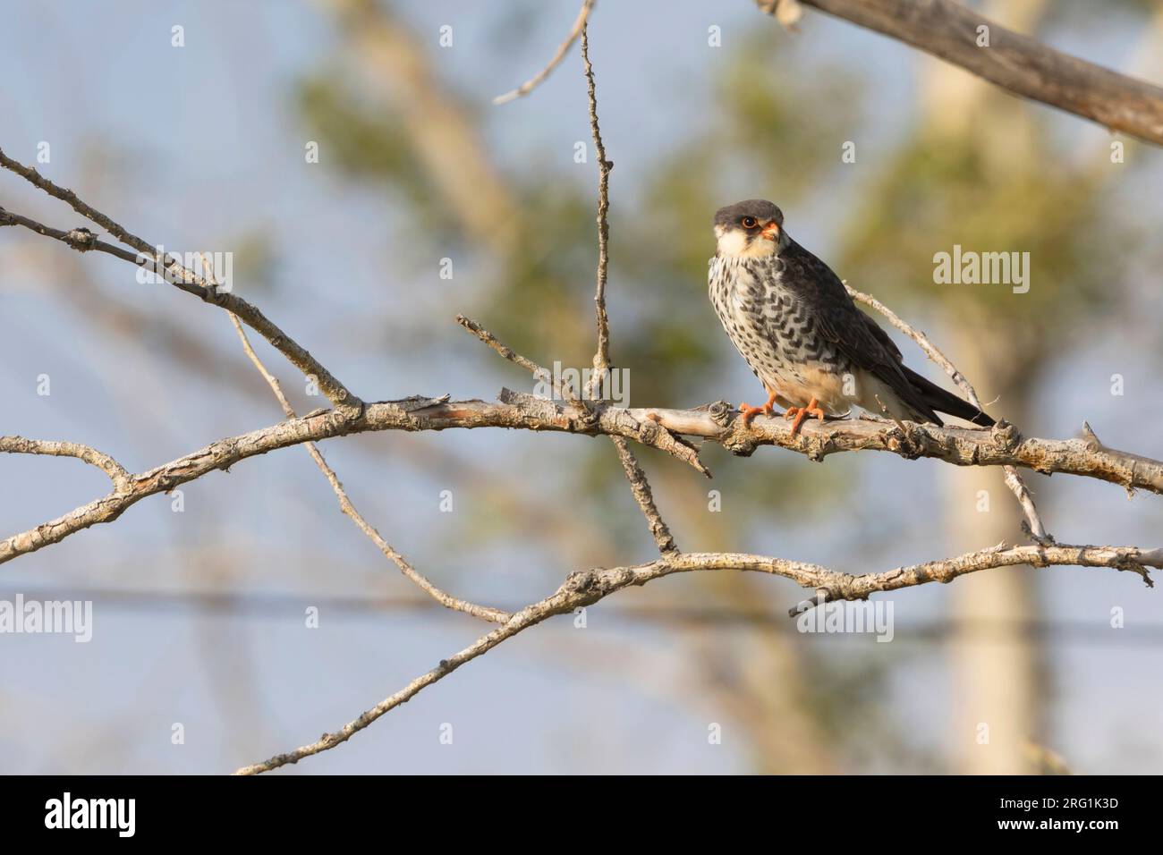 Amur falcon falco amurensis adult female hi-res stock photography and ...