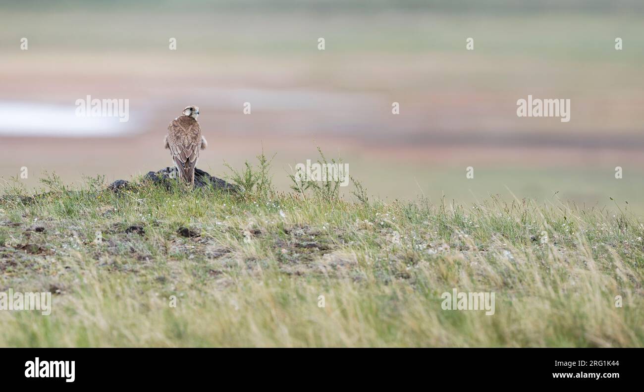 Falco cherrug milvipes hi-res stock photography and images - Alamy