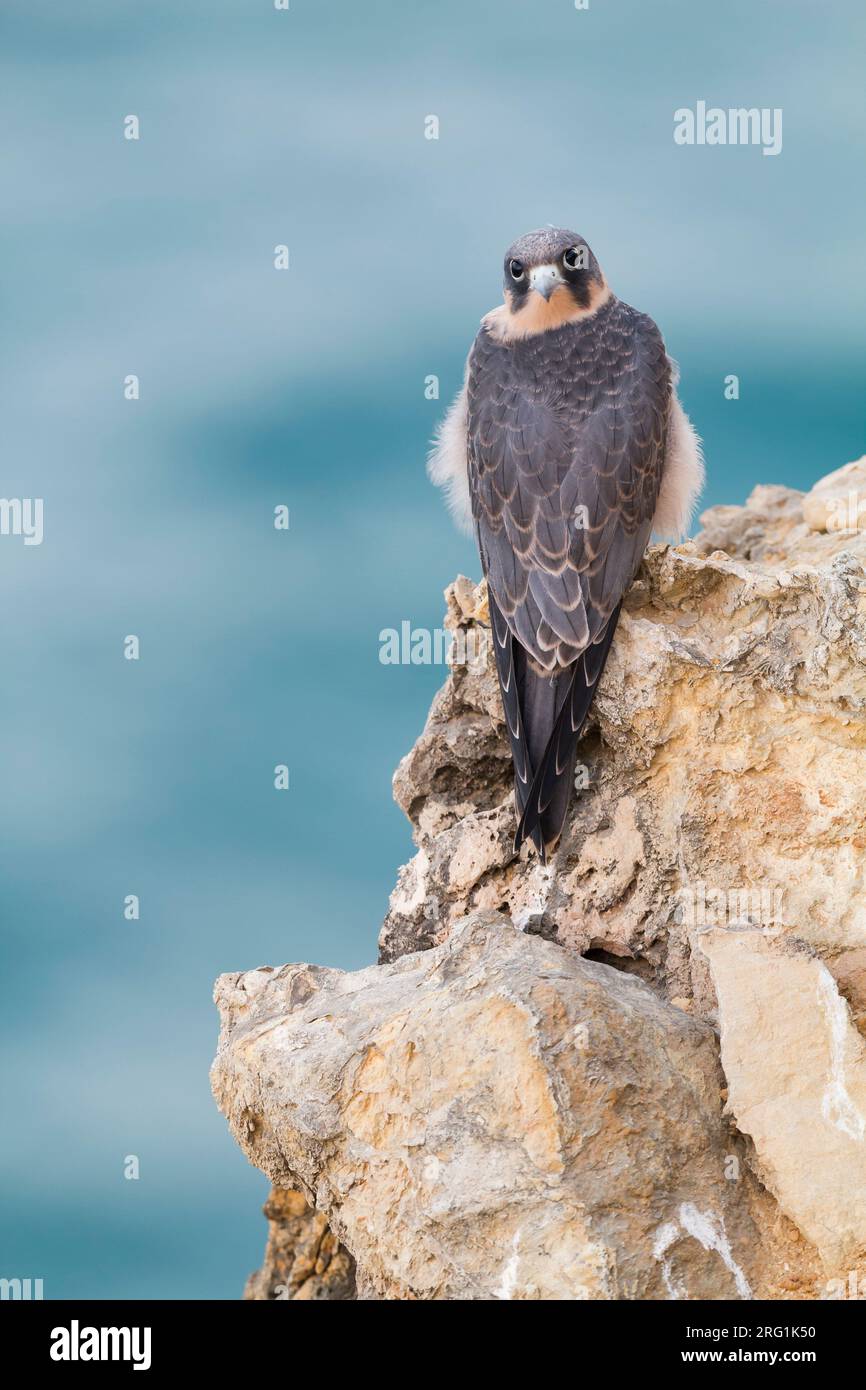 Sooty Falcon - Schieferfalke - Falco concolor, Oman, juvenile Stock ...
