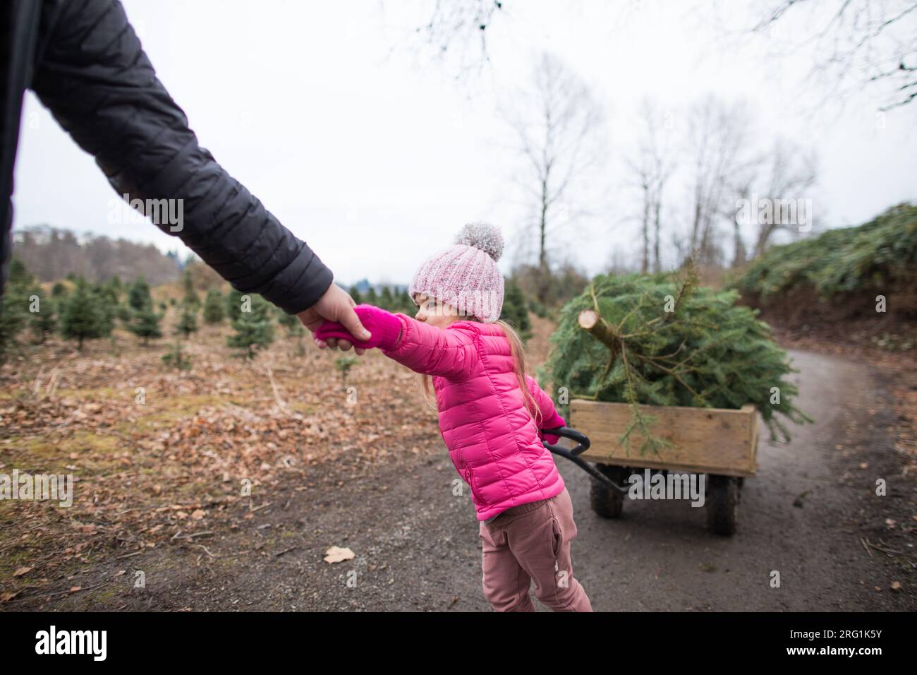 Young girl reaches for dads hand, help to pull Christmas tree Stock ...