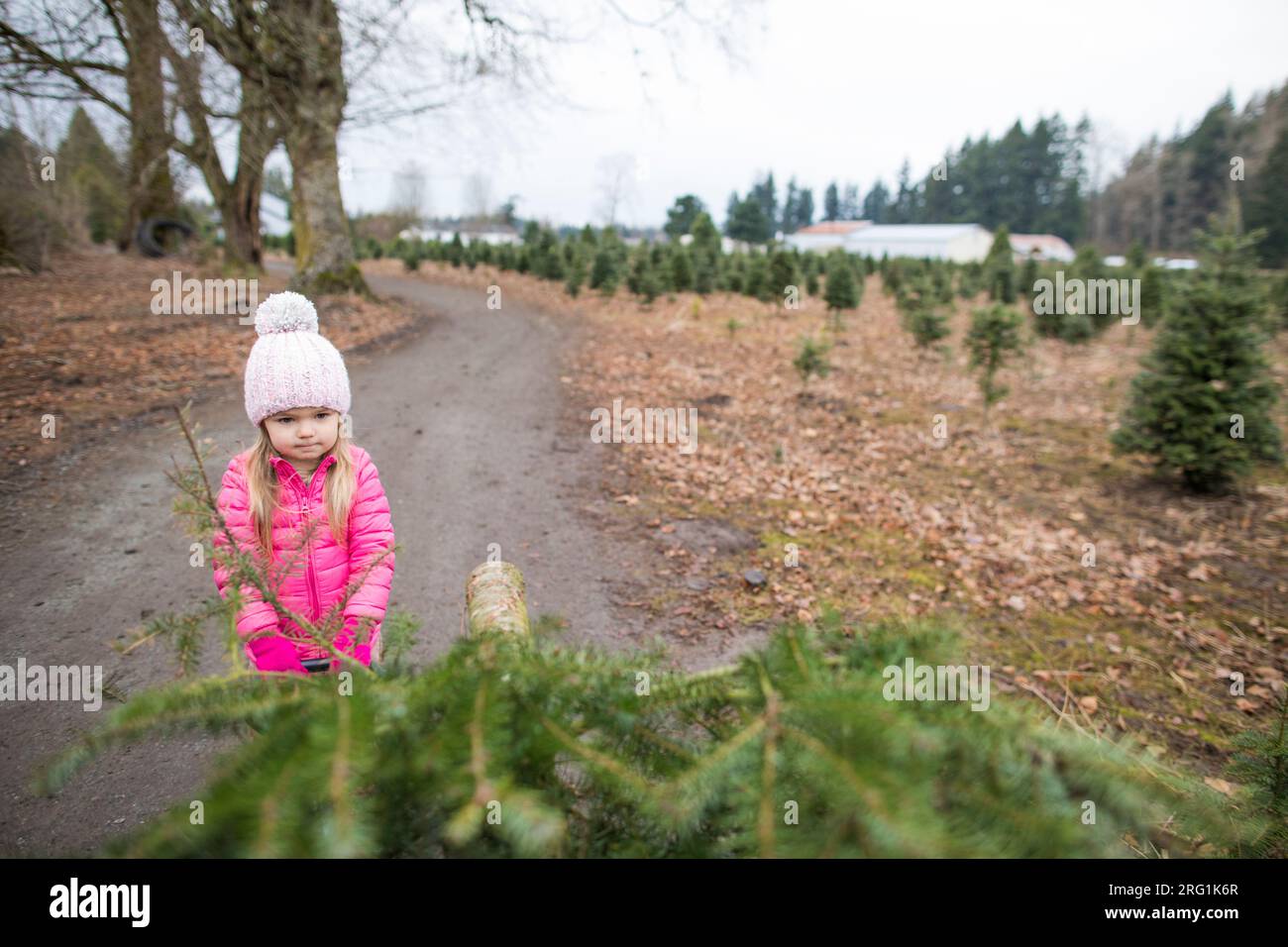 Selective focus on young girl pulling Christmas tree at farm Stock ...
