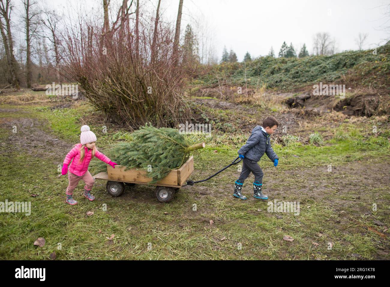 Brother and sister work together, pulling wagon, Christmas Tree Stock ...
