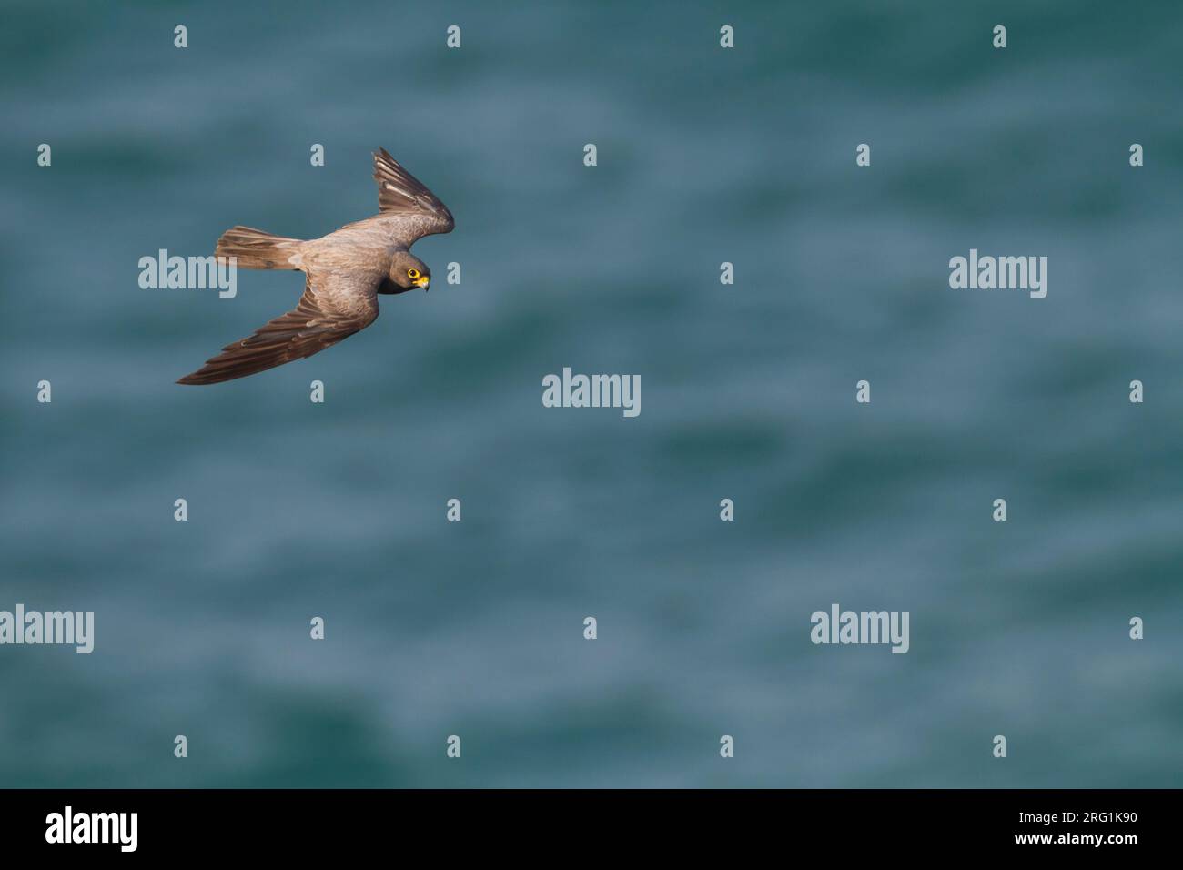 Sooty Falcon - Schieferfalke - Falco concolor, Oman, adult Stock Photo ...