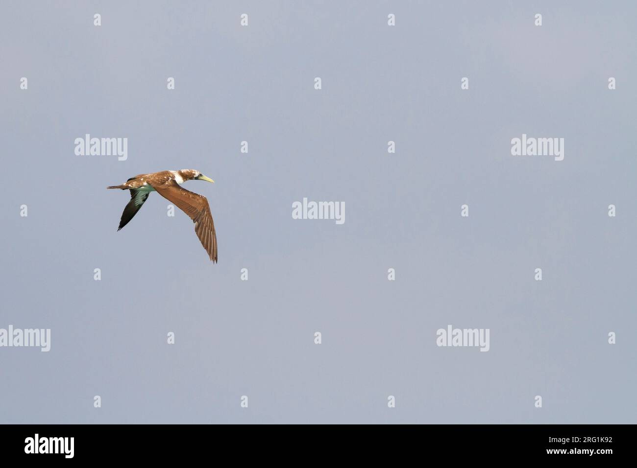 Masked Booby - Maskentölpel - Sula dactylatra ssp. melanops, Oman ...
