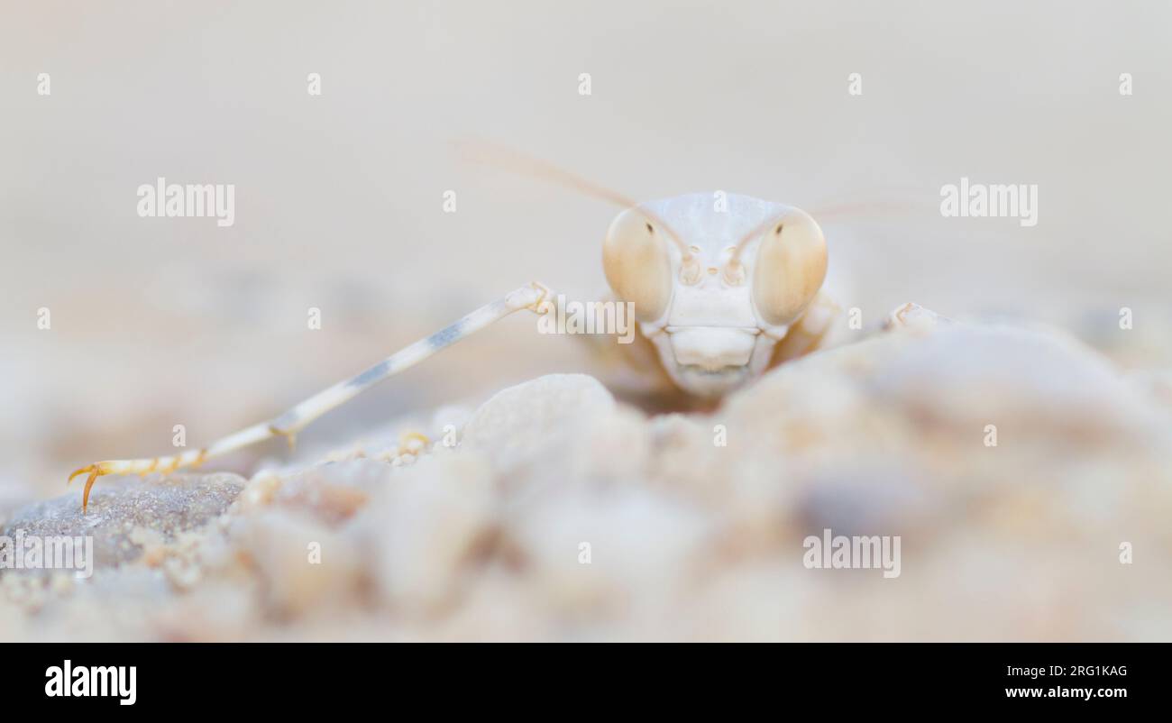 Mantis, Oman, Larvae Stock Photo - Alamy