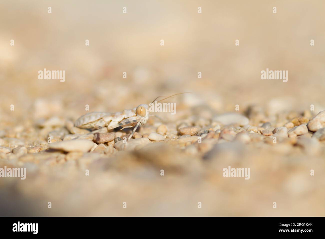 Mantis, Oman, Larvae Stock Photo - Alamy