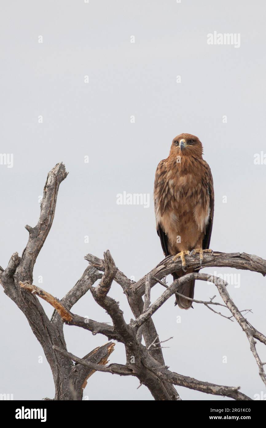 Tawny Eagle (Aquila rapax ssp. rapax) perched in a dead tree in Namibia ...