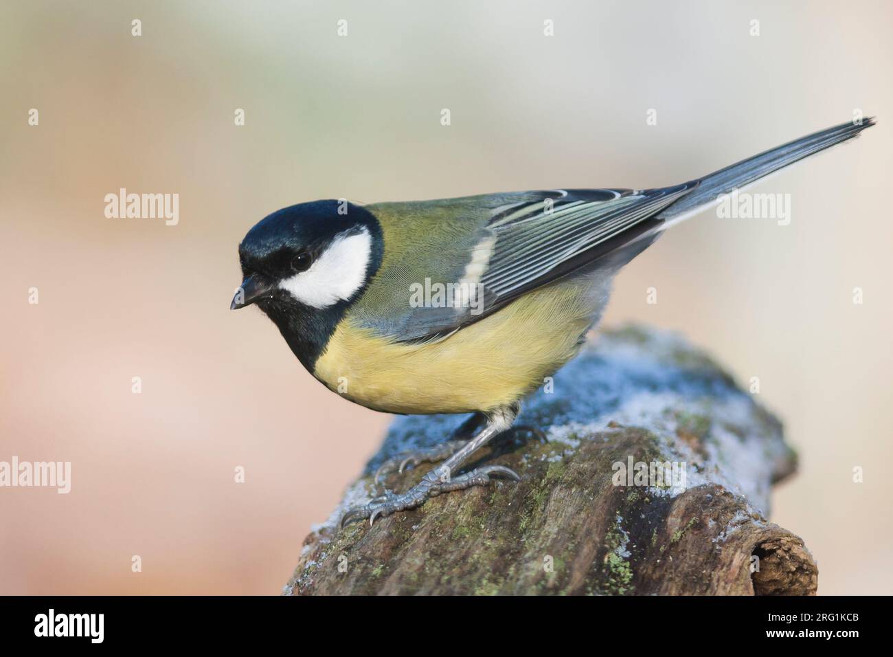 Great Tit - Kohlmeise - Parus major ssp. major, Germany, adult female ...